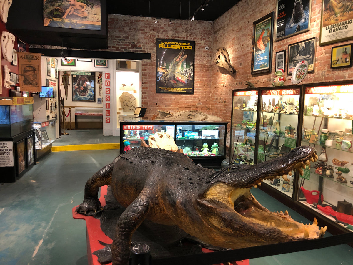 Alligator King opens brick-and-mortar store location in Gator Museum ...