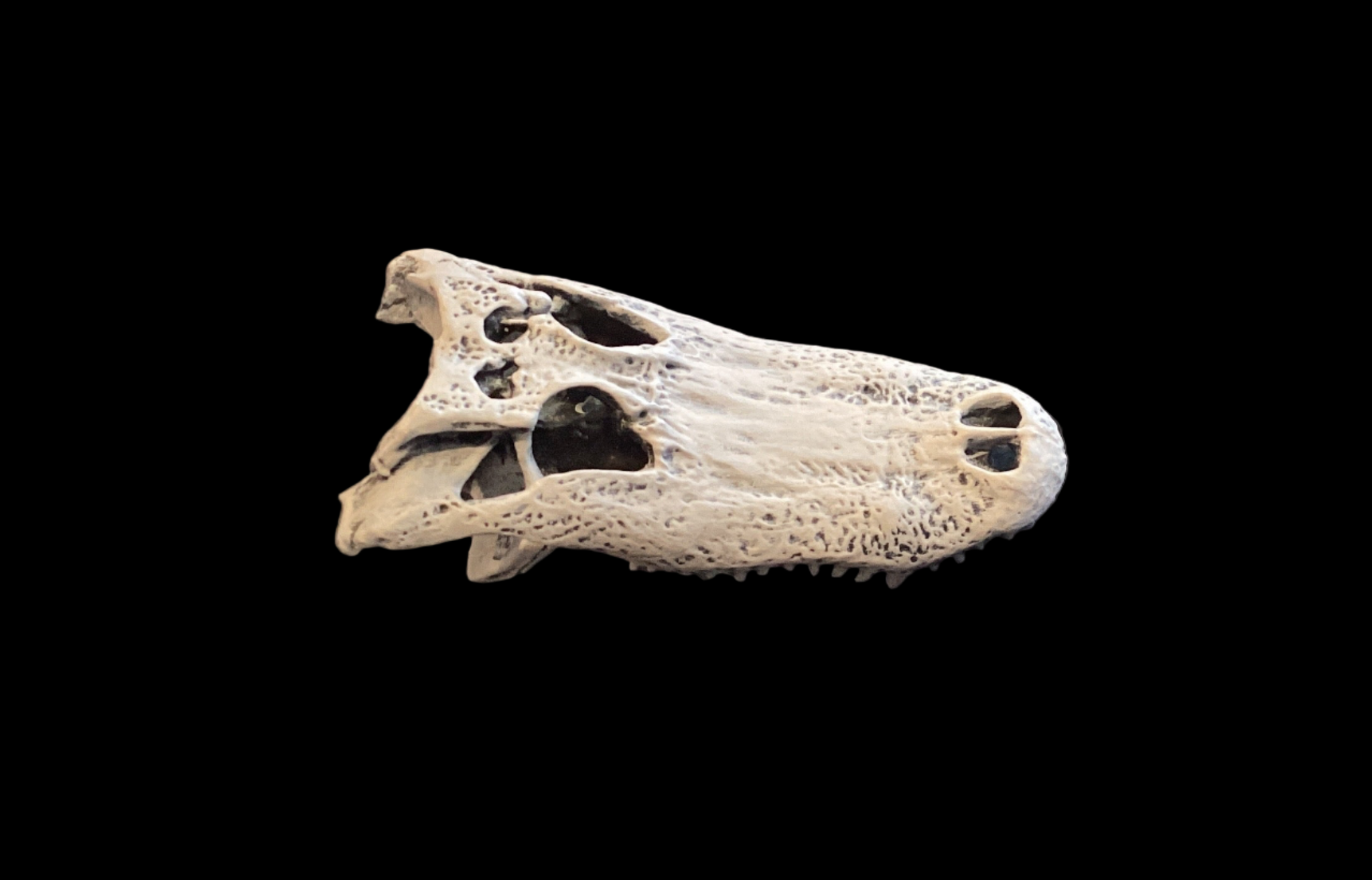 3-D Printed Gator Cranium 1:6 Bone Color – Alligator King