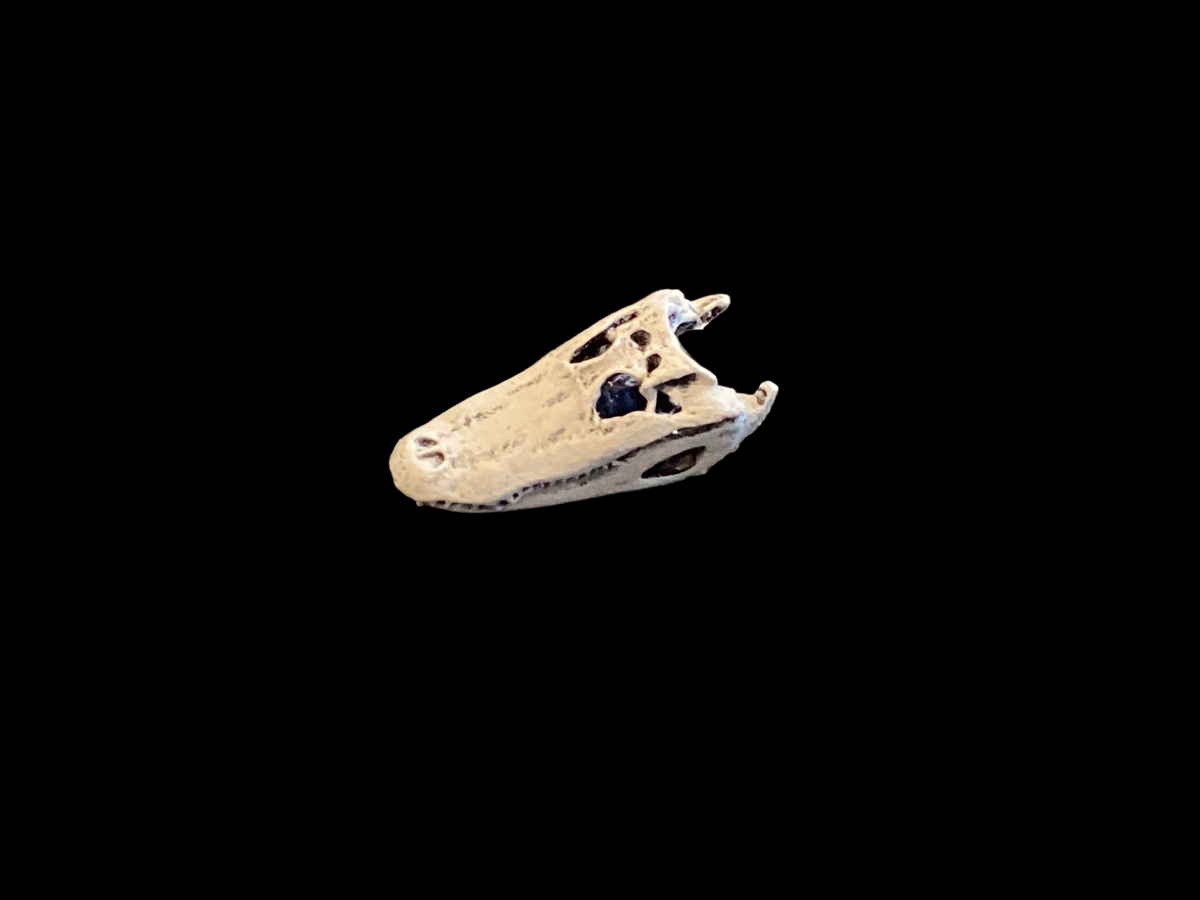 3-D Printed Gator Skull Closed Mouth 1:12 Bone Color – Alligator King