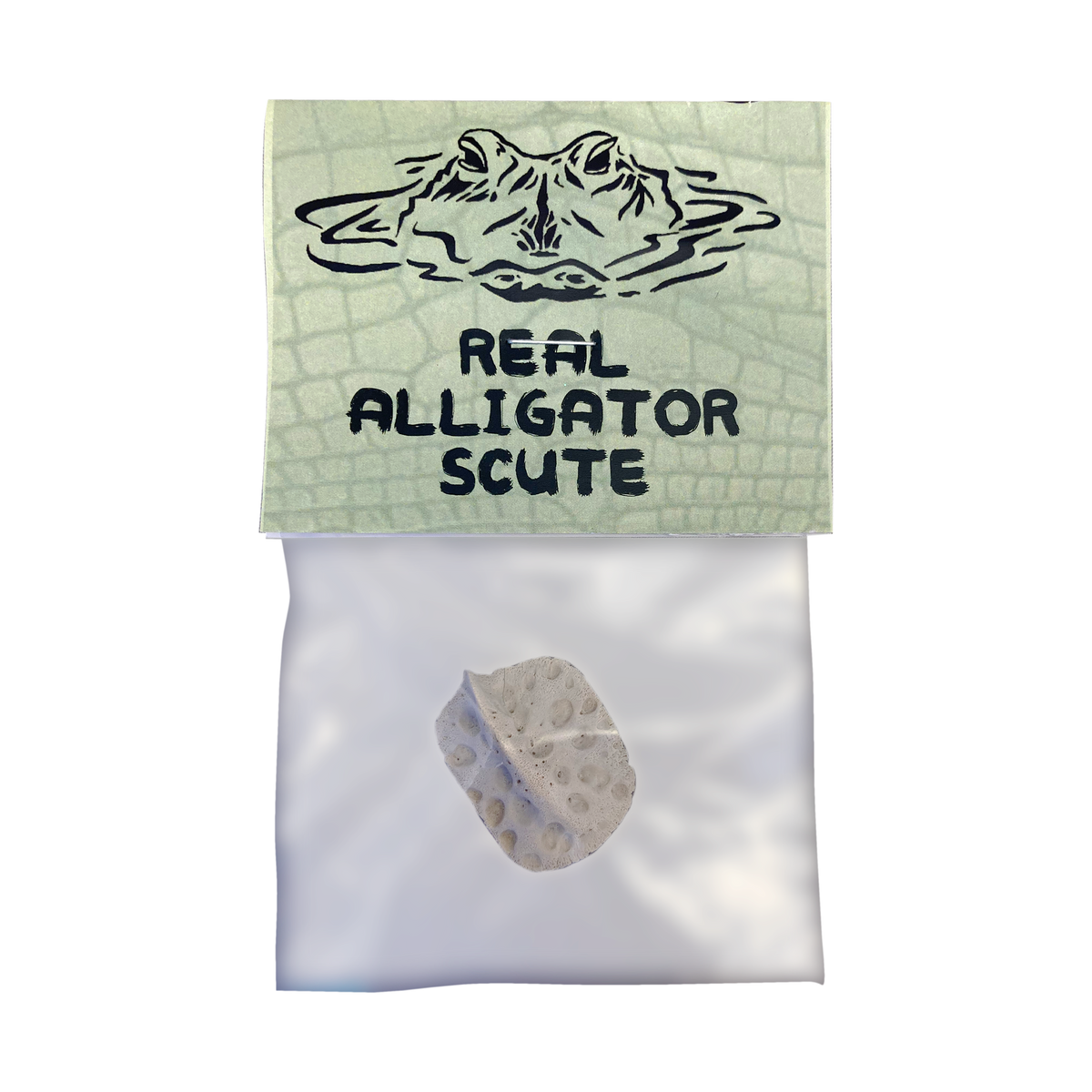 Alligator Scoot | Alligator King | Novelties, oddities & curios