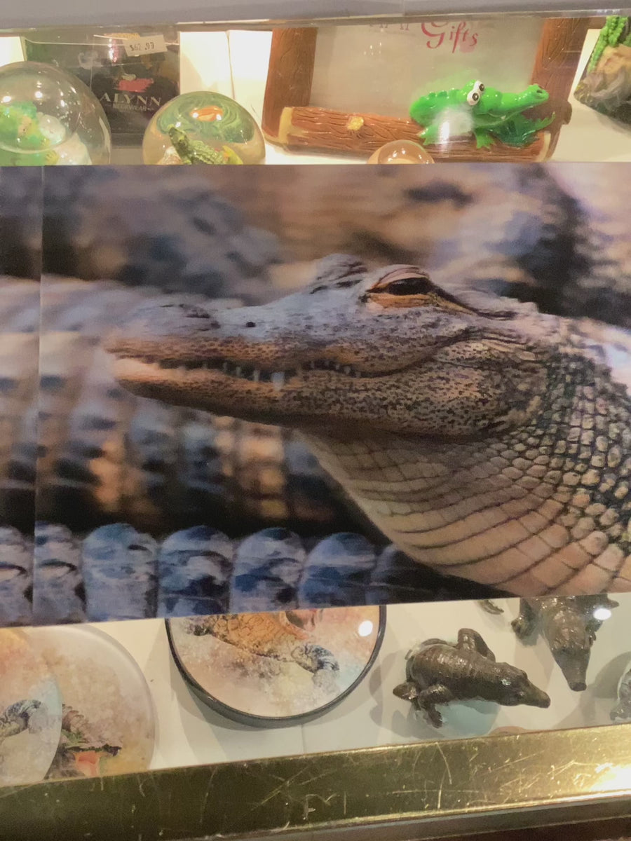 Lenticular 3D Alligator in the Swamp about to eat You Postcard ...