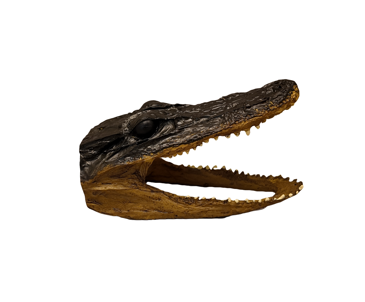4” Resin Alligator Head - Hand Painted – Alligator King
