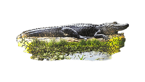 Alligator Puzzle - 100 Piece | Alligator King | Alligator Toys