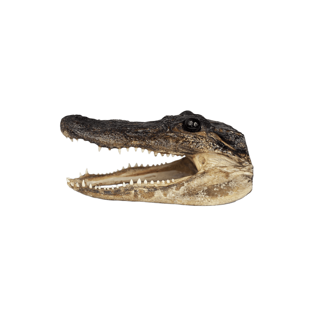 MED Gator Head - 3 Sizes - 7" - 10" – Alligator King