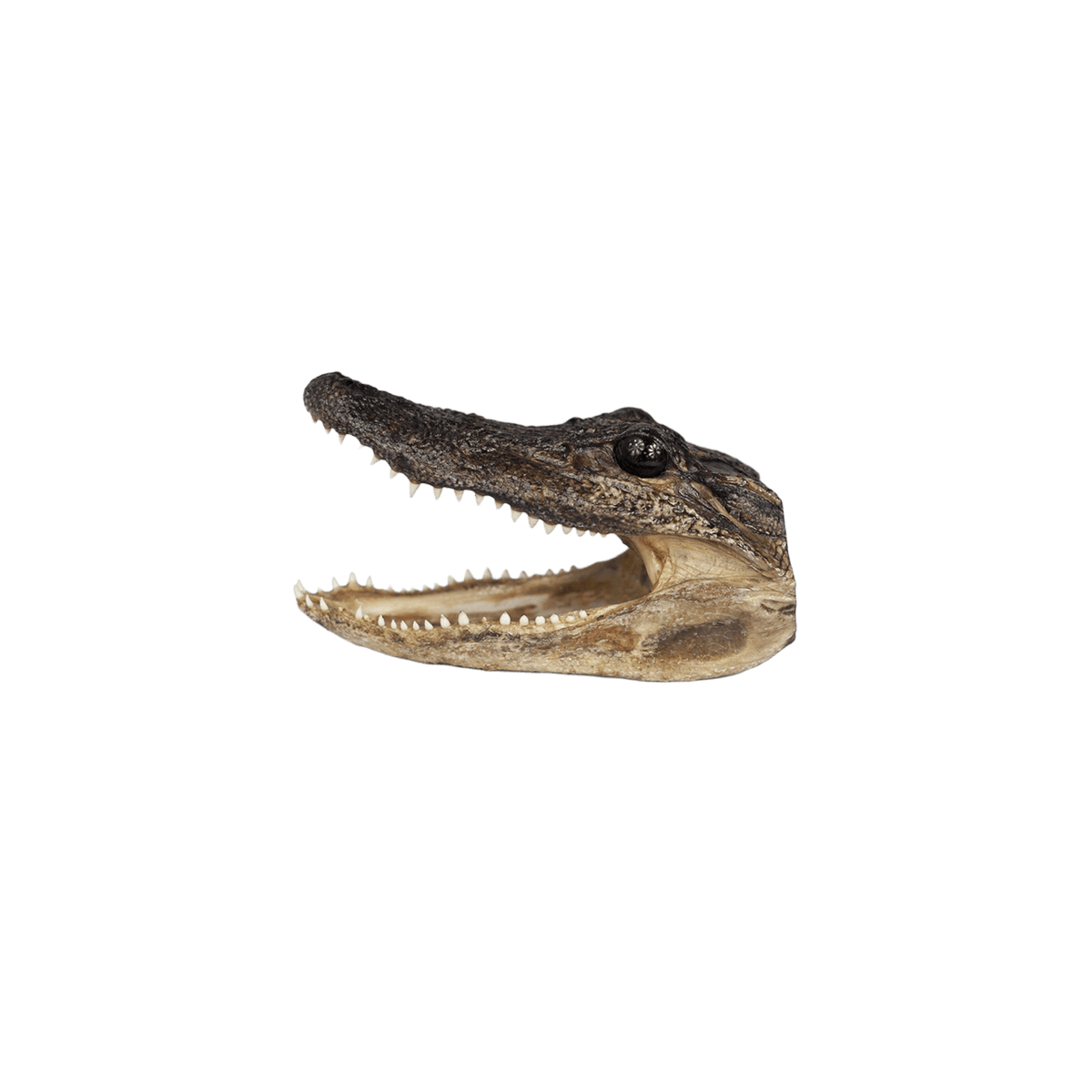 SMALL Gator Head - 6" - 7" – Alligator King