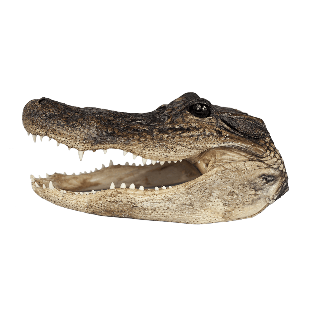 XL Gator Head - 3 Sizes - 13" to 16" – Alligator King