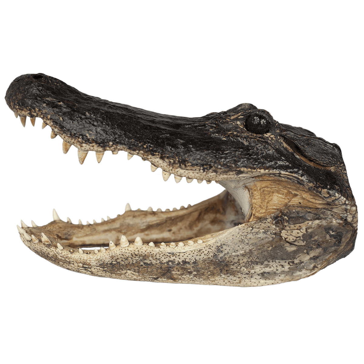 Jumbo Gator Head 18" - 19" – Alligator King